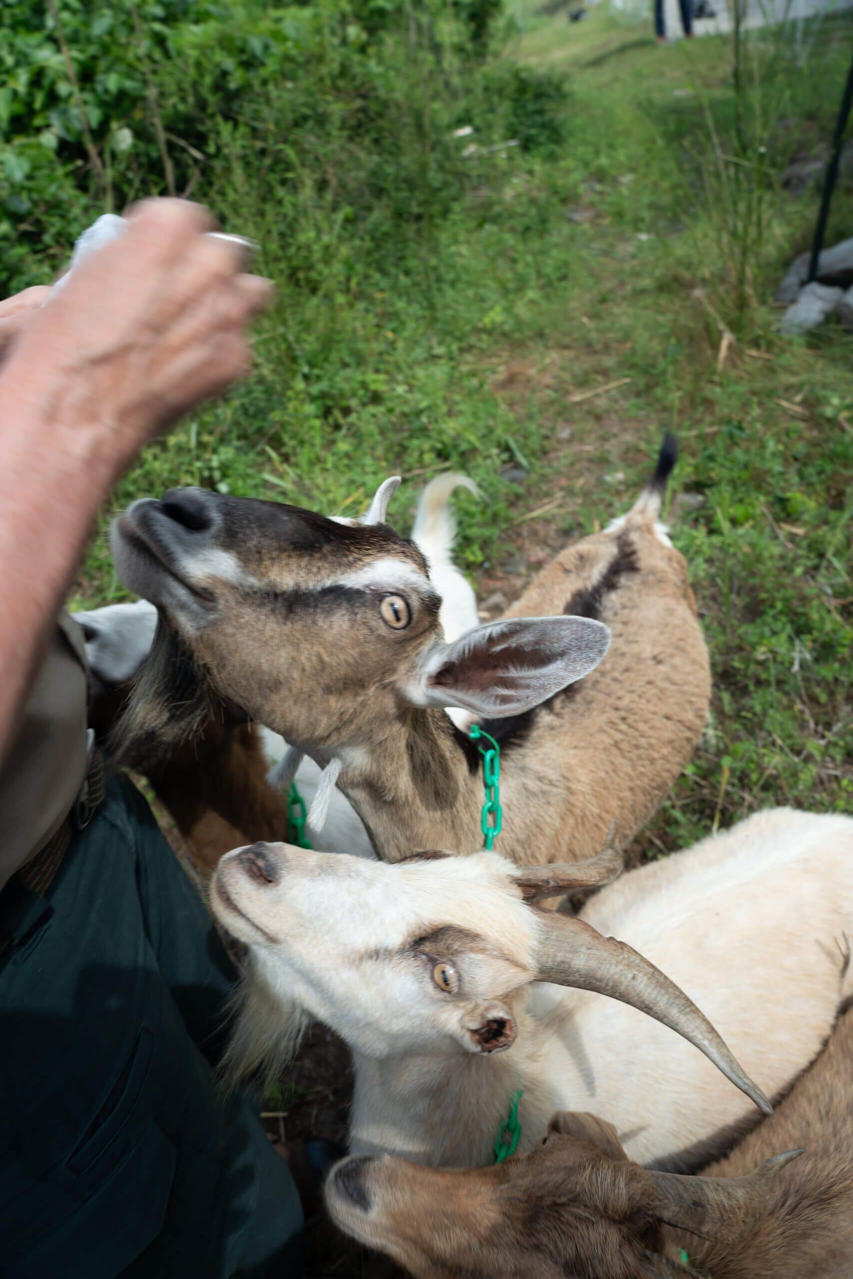 City of Columbia Parks Division partners with Green Goat Land ...
