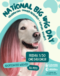 National Big Wig Day with Columbia Animal Services - City of Columbia ...